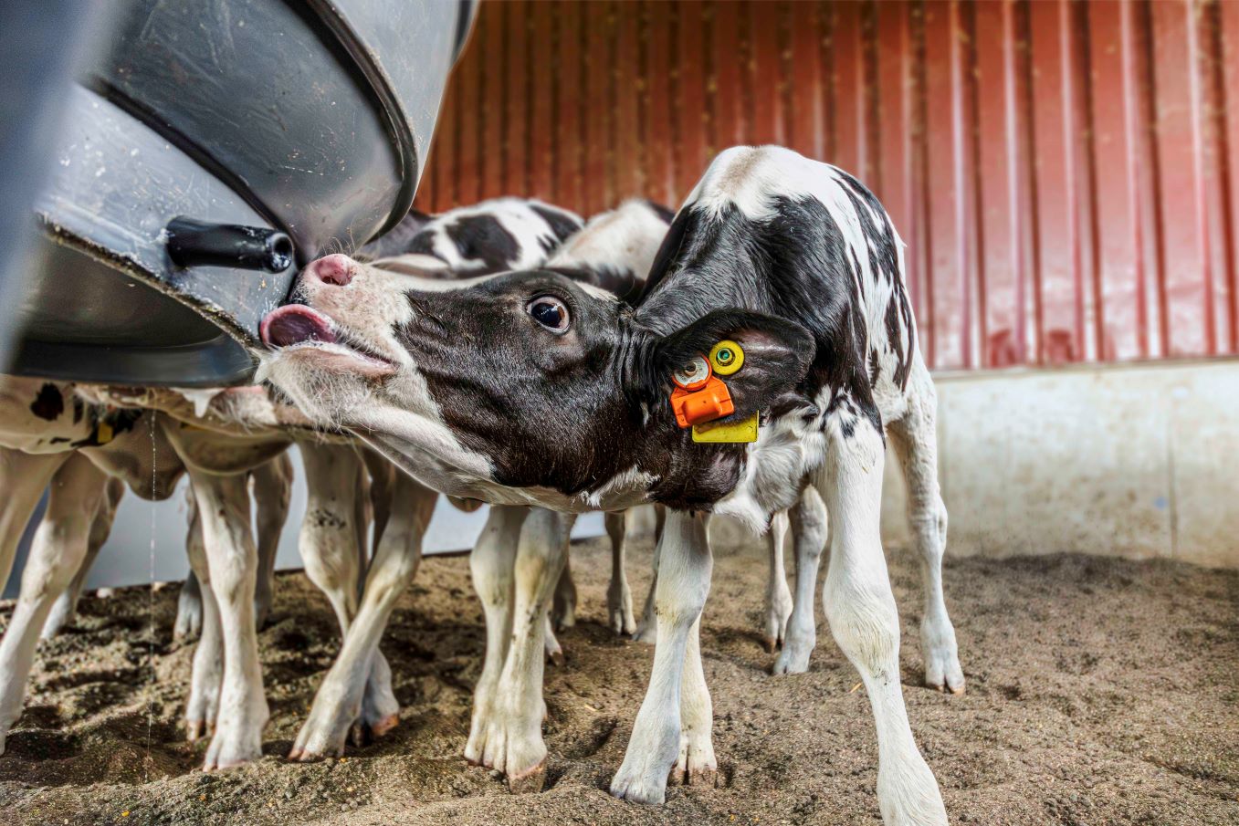 Vom Kalb bis zur Kuh: CowManager startet Kälberüberwachung